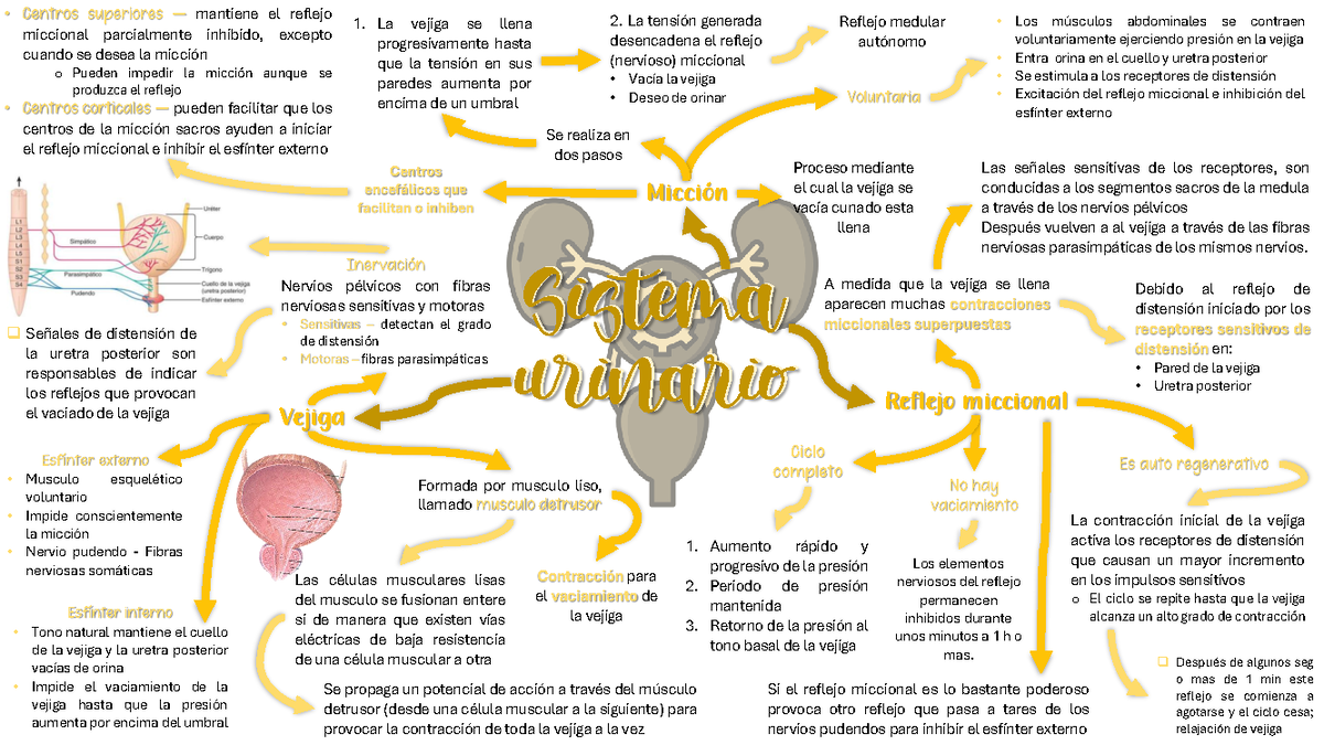 Cap. 26 Sistema urinario - Proceso mediante el cual la vejiga se vacía ...