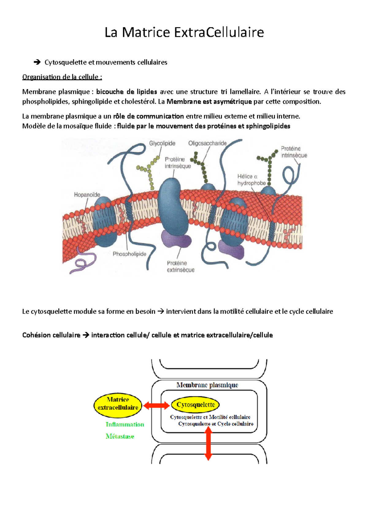 1- Membrane extra-cellulaire - La Matrice ExtraCellulaire Cytosquelette ...