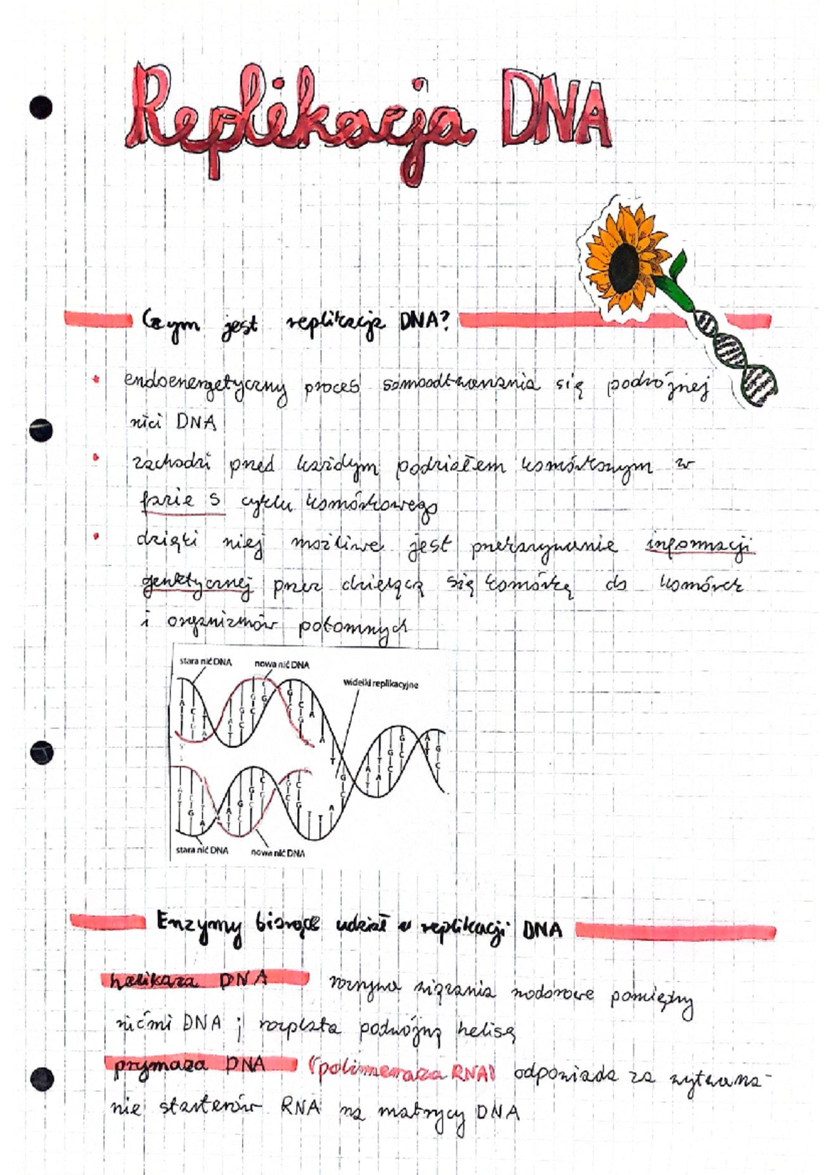 Replikacja DNA- rozszerzenie - Replikagja DNA (Eyen jest repliraige DNA? endoenengetyceny proces ...
