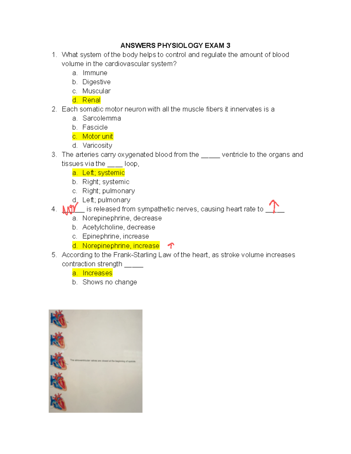 Human Physiology Exam 3 - ANSWERS PHYSIOLOGY EXAM 3 What system of the ...