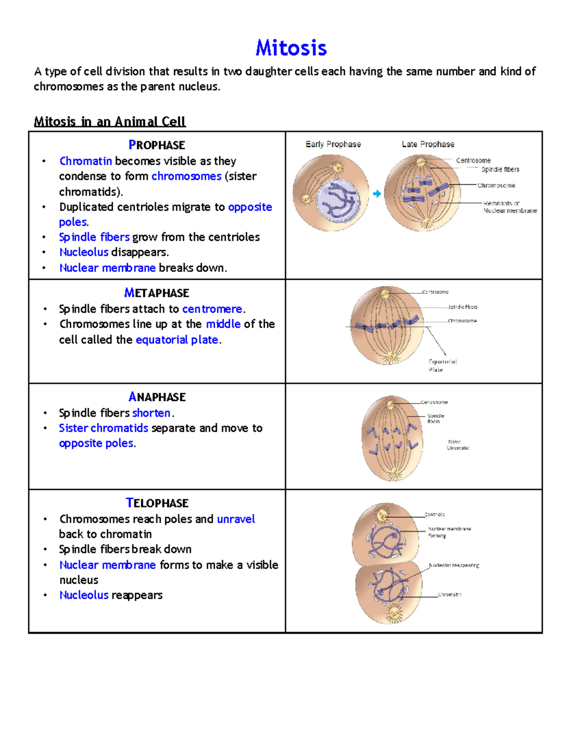 04 - Mitosis -notes - Mitosis A type of cell division that results in ...