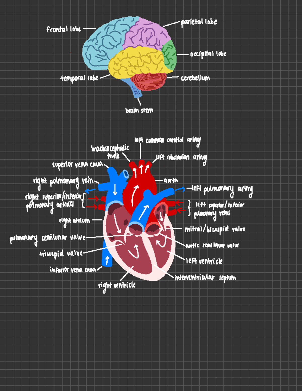 Heart diagram labeled - parietal lobe frontal lobe occipital lobe ...