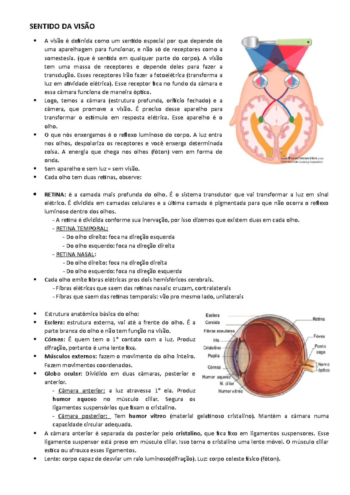Visão - SENTIDO DA VISÃO A visão é deinida como um senido especial por ...