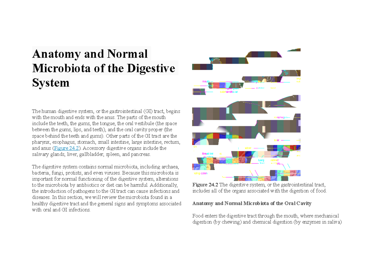 Recitation Discussion- DIgestive System - Anatomy and Normal Microbiota ...