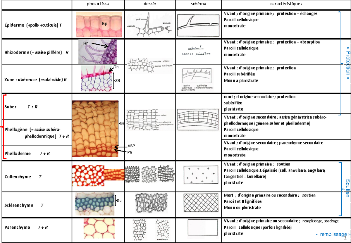 TP Fiche récapitulative Tissus - photo tissu dessin schéma ...