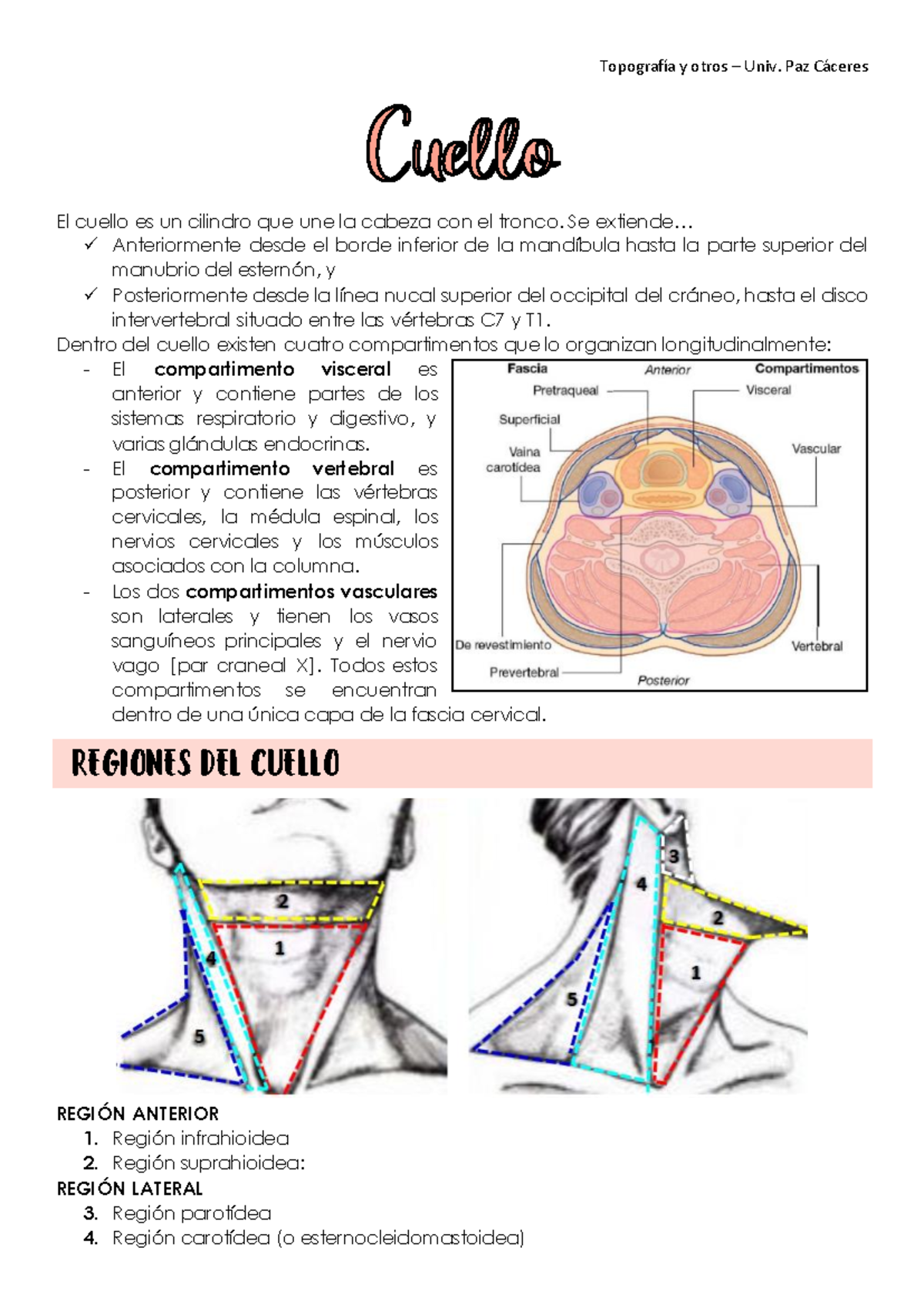 Regiones topográficas del cuello - El cuello es un cilindro que une la ...