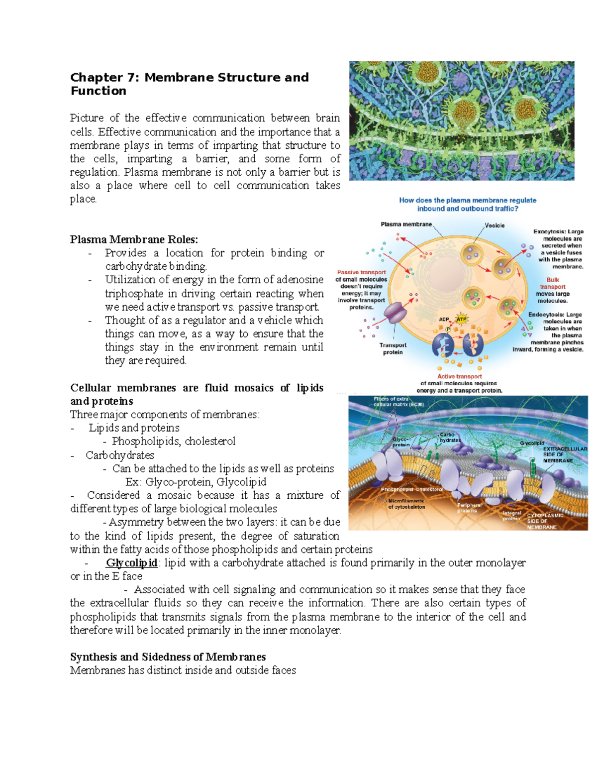 BIOL 100 - Chapter 7 - Notes - Chapter 7: Membrane Structure and ...
