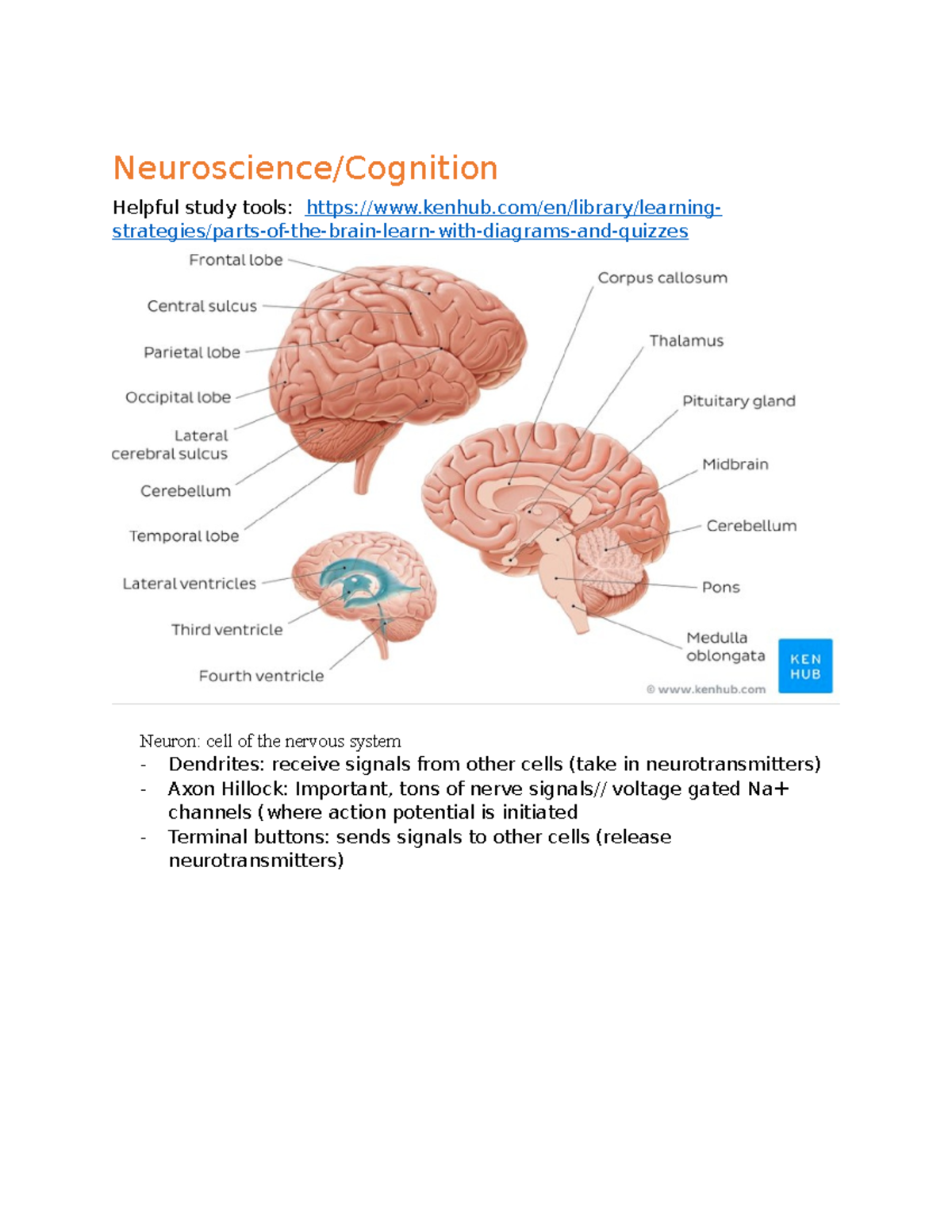 Neuroscience 363 - Basic directional terms and general localization ...