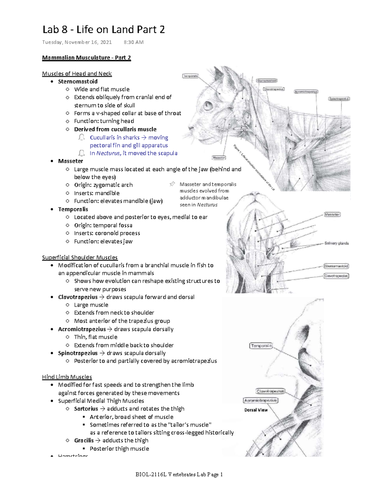 08 Life on Land Part 2 - Lecture notes Lab 8 - Mammalian Musculature ...