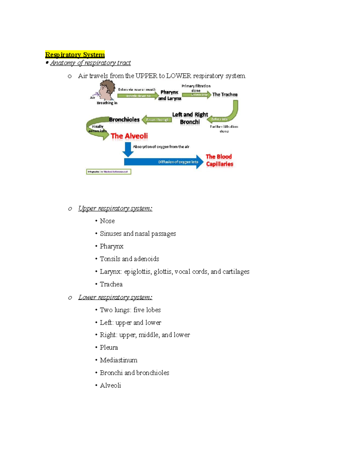 Med Surg exam 3 - respiratory study guide - Respiratory System Anatomy ...