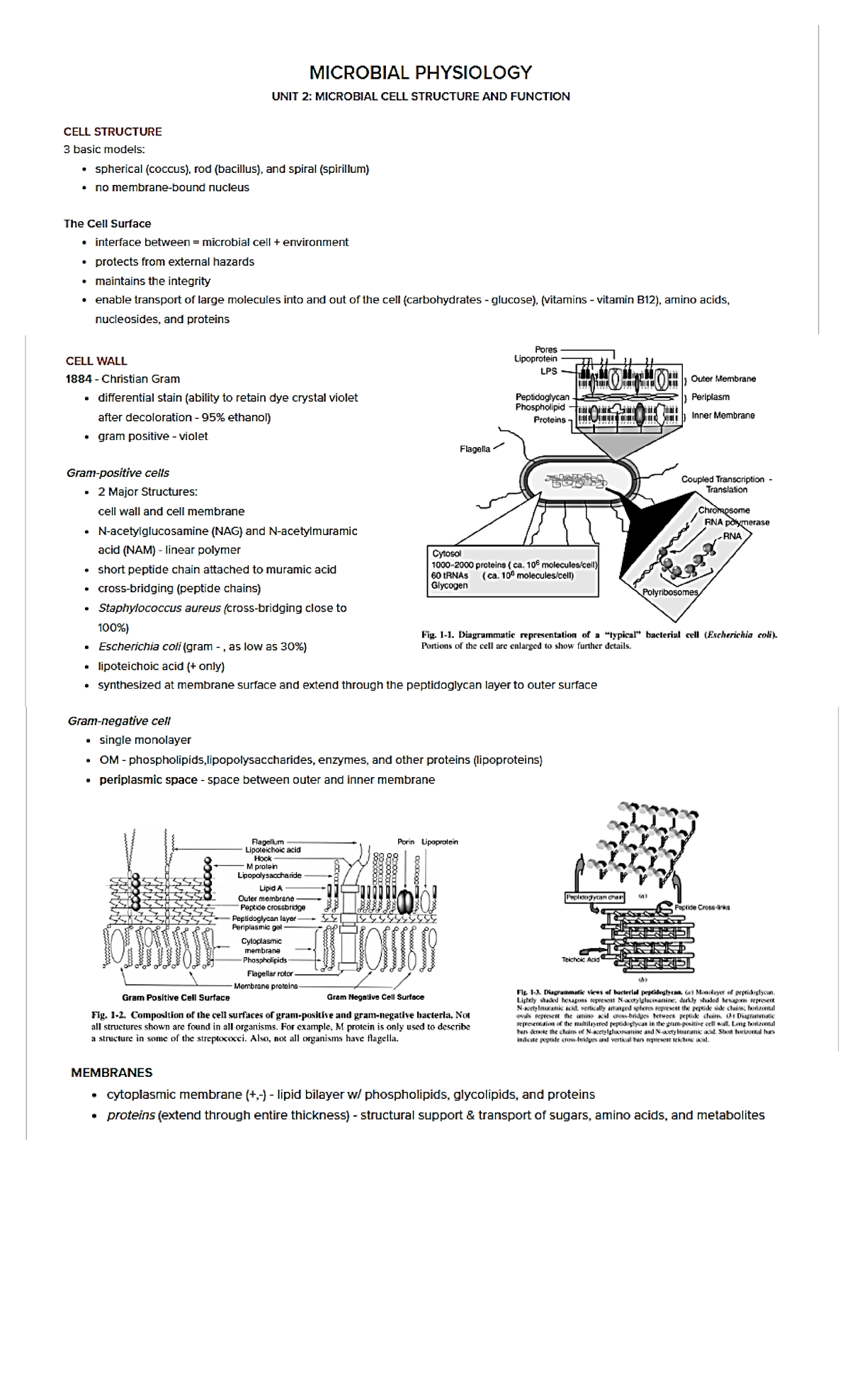 Microbial Physiology Bacterial Cell Structure and Function - MICROBIAL ...