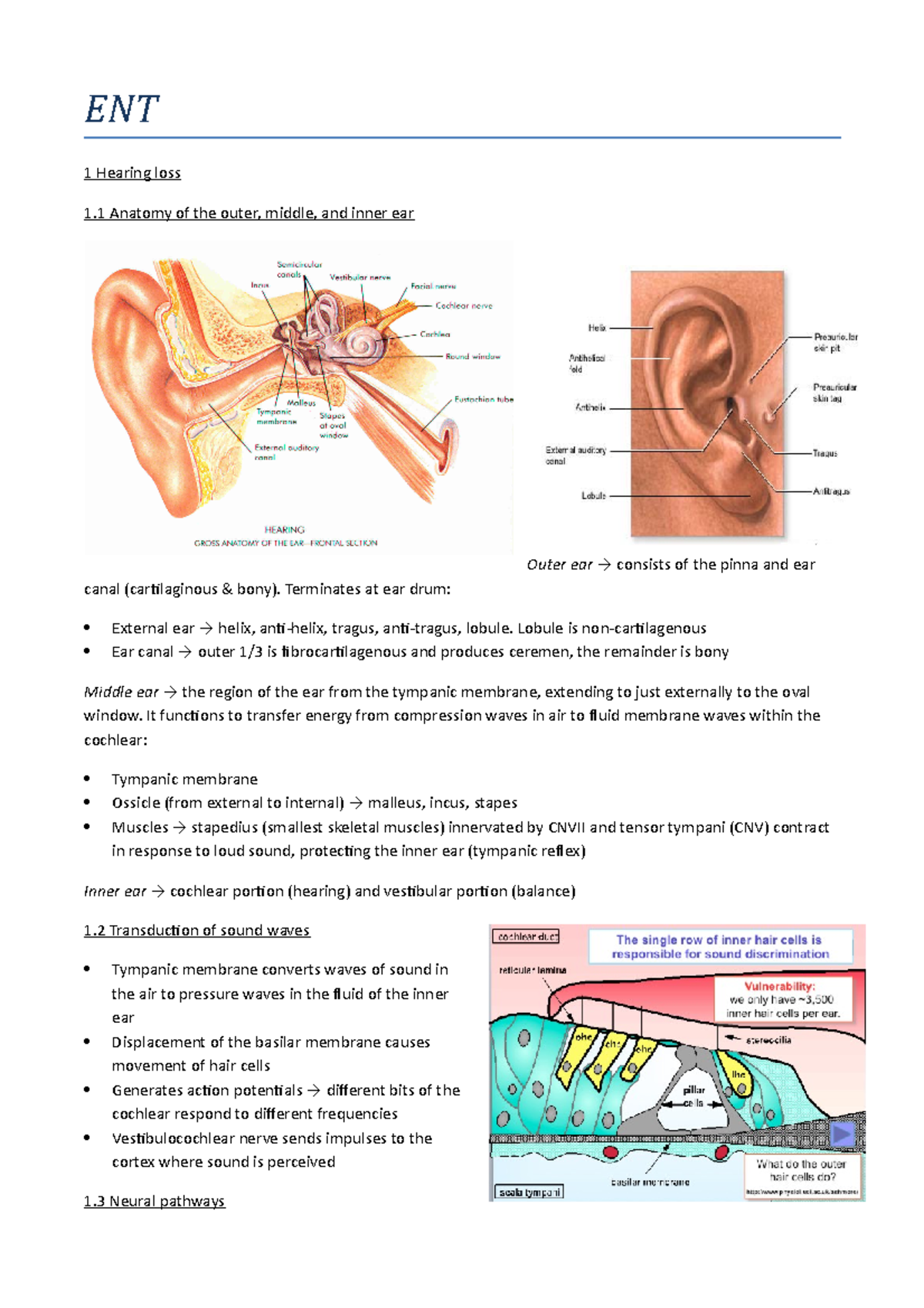 ENT - Finals Notes - ENT 1 Hearing loss 1 Anatomy of the outer, middle ...