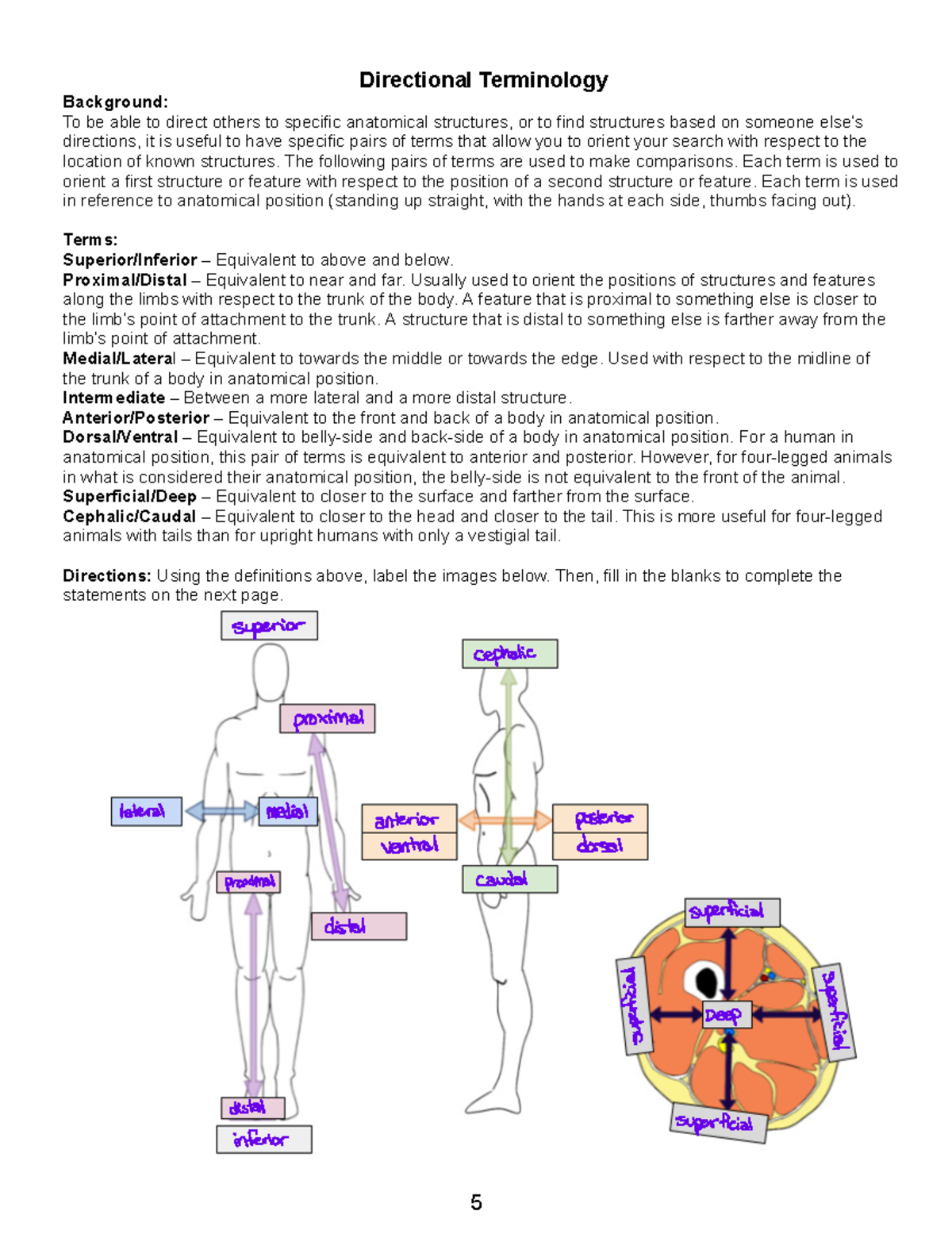 Directional Terminology, Body Cavities, Regional Terms (pg 5-8 ...