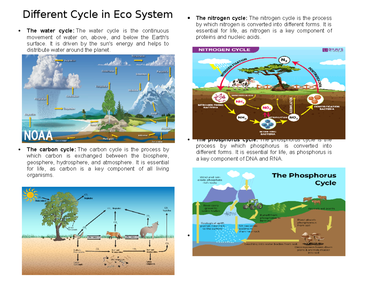 Different Cycle in Eco System - The water cycle: The water cycle is the ...