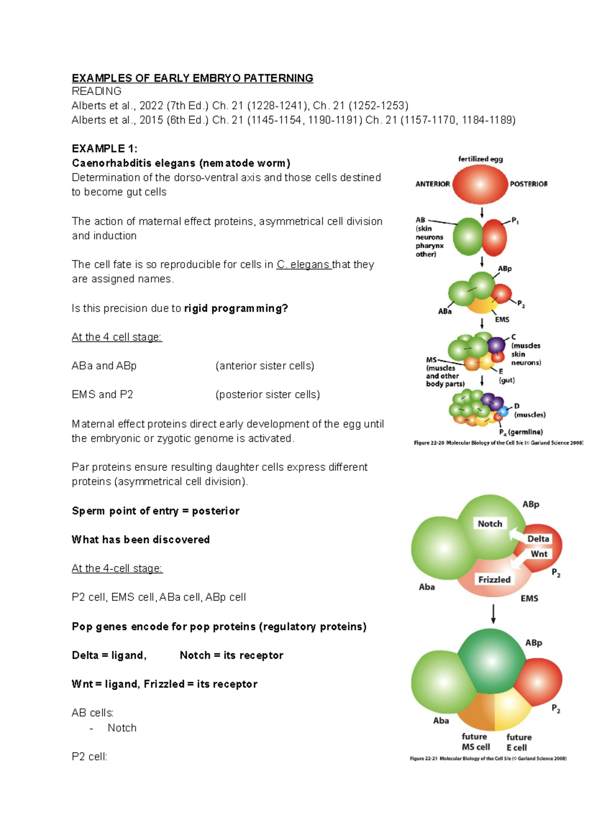 BIOL252 Handout 1-2 - EXAMPLES OF EARLY EMBRYO PATTERNING READING ...