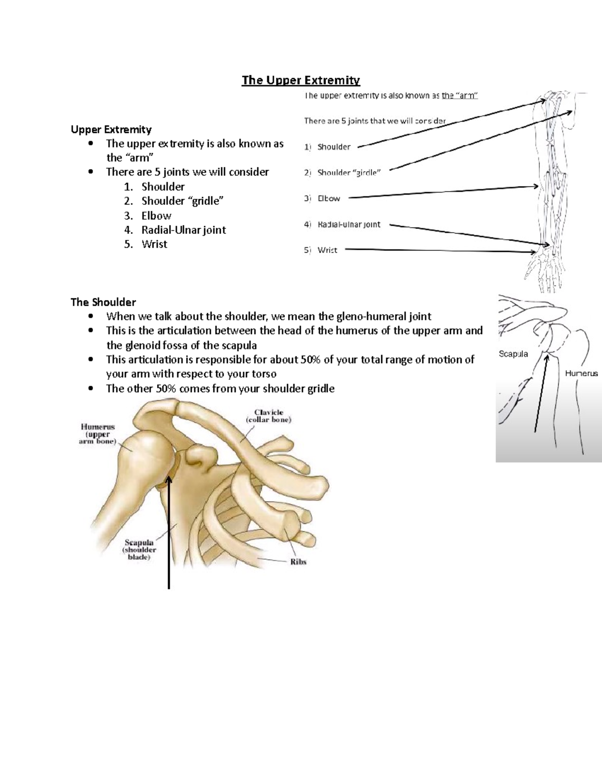 The Upper Extremity - lecture 5 - The Upper Extremity Upper Extremity ...
