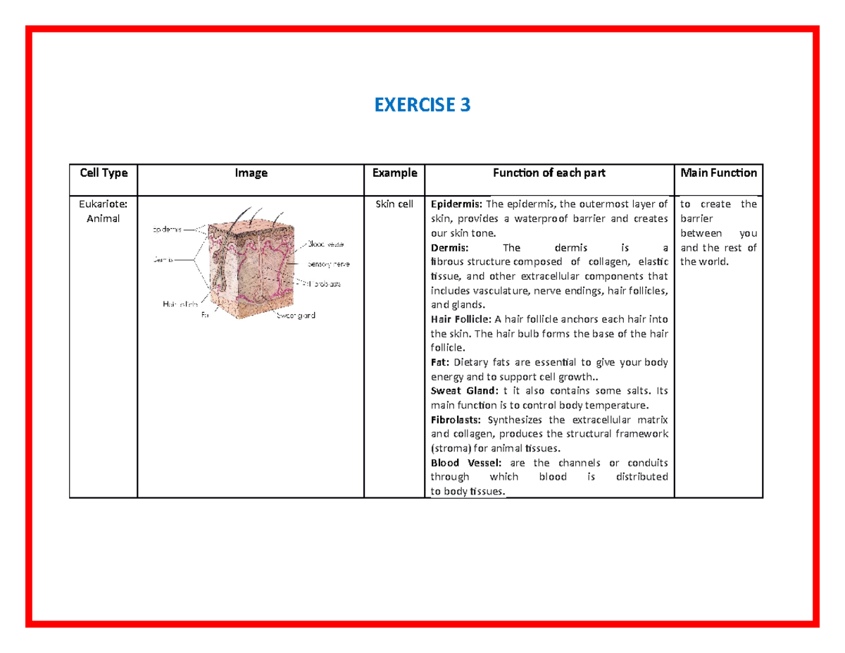 Exercise 3 Life Science - EXERCISE 3 Cell Type Image Example Funcion of ...