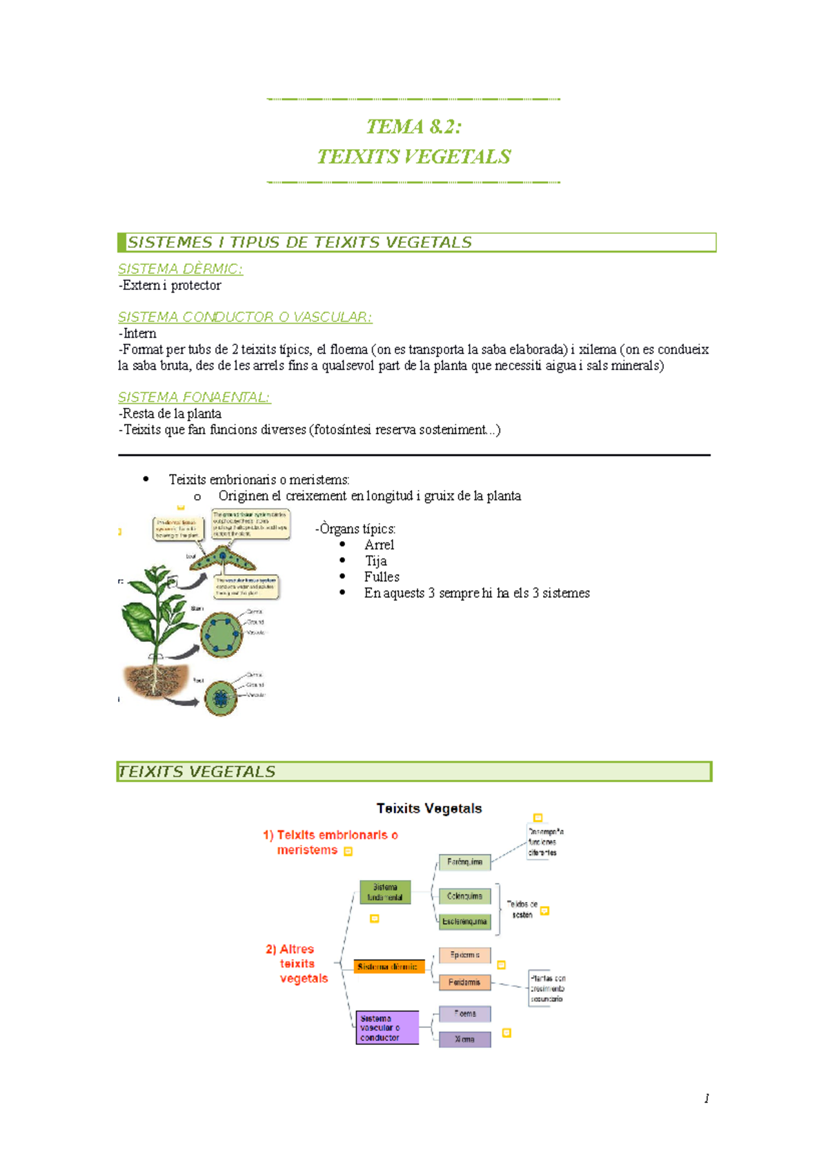 Biologia Tema 8.2-Teixits vegetals - TEMA 8: TEIXITS VEGETALS SISTEMES I TIPUS DE TEIXITS ...
