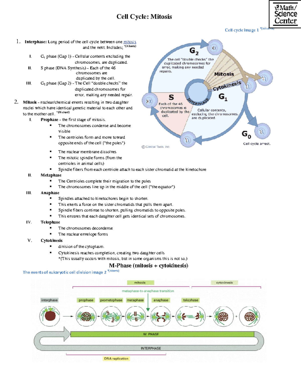 mitosis and meiosis notes for biology - Cell Cycle: Mitosis Cell cycle ...