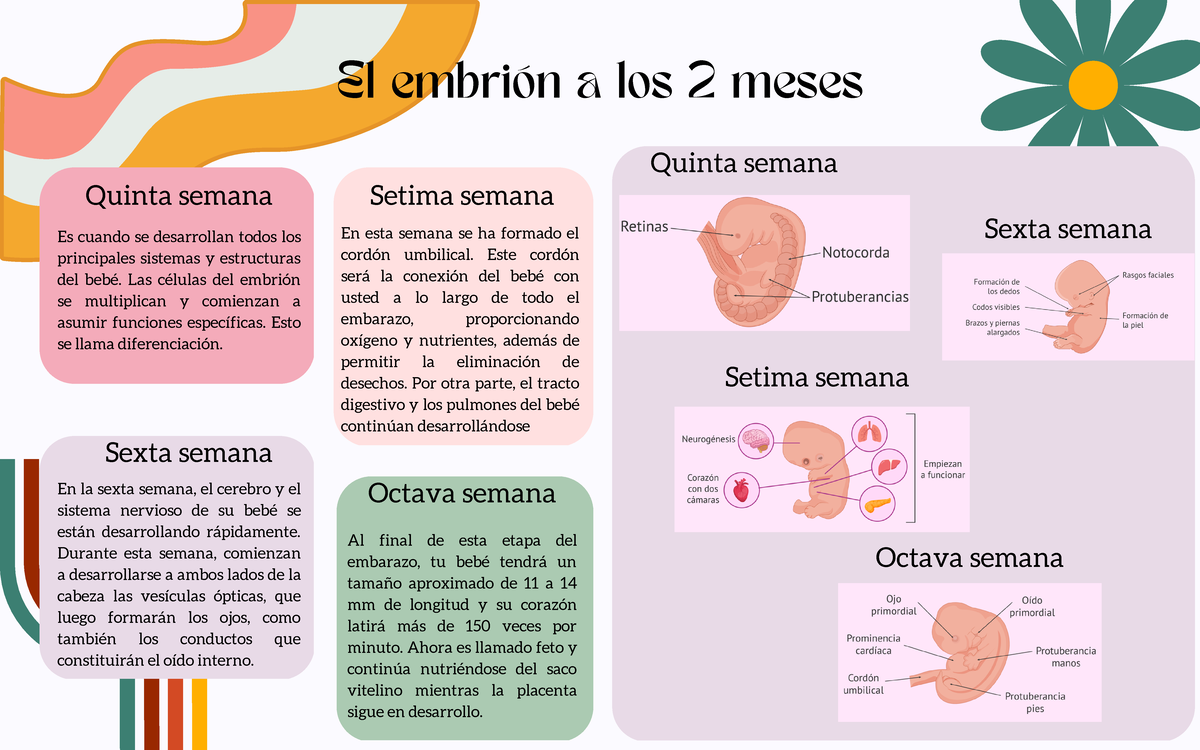El embrión a los 2 meses - Características de los embriones a la sexta ...