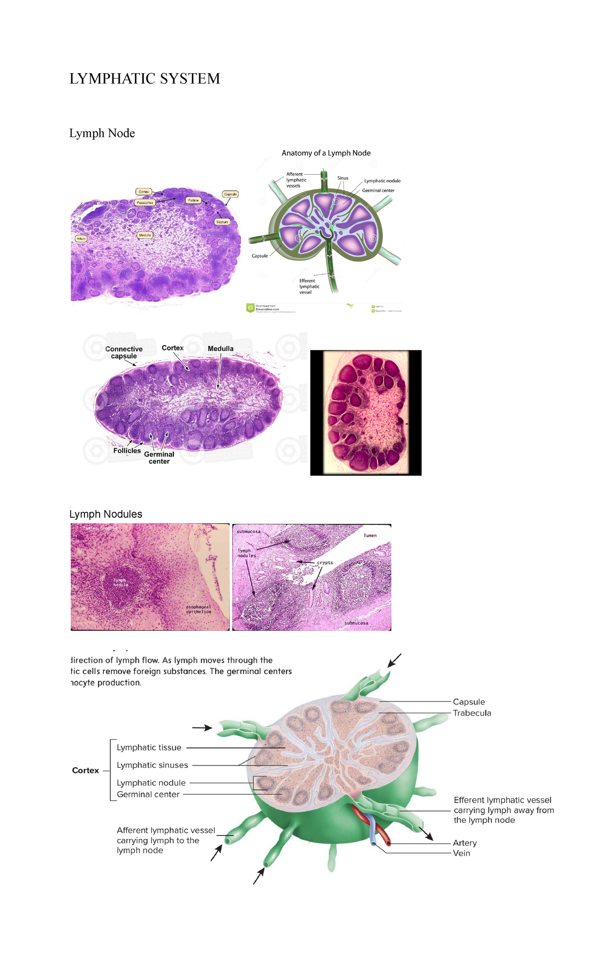Lymphatic System - LYMPHATIC SYSTEM Lymph Node Lymph Nodules Lymphatic System -has several ...