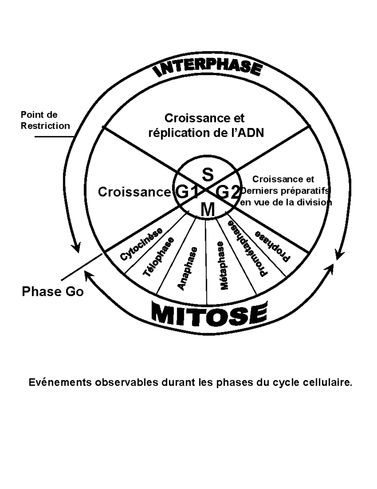 Cours 2023 L3BCPA EC5 - Evénements observables durant les phases du ...