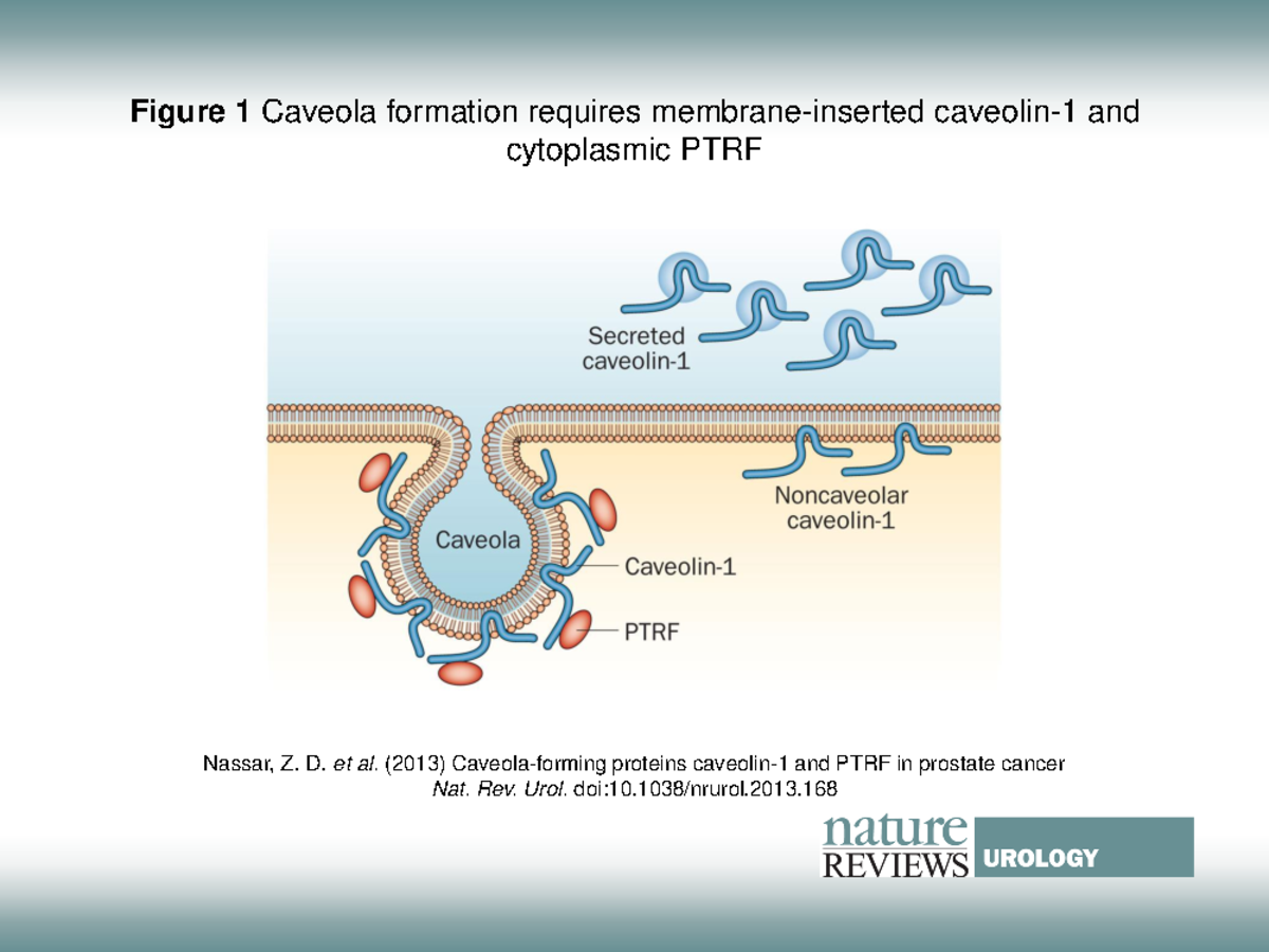 Caveolas - biologia - Figure 1 Caveola formation requires and ...