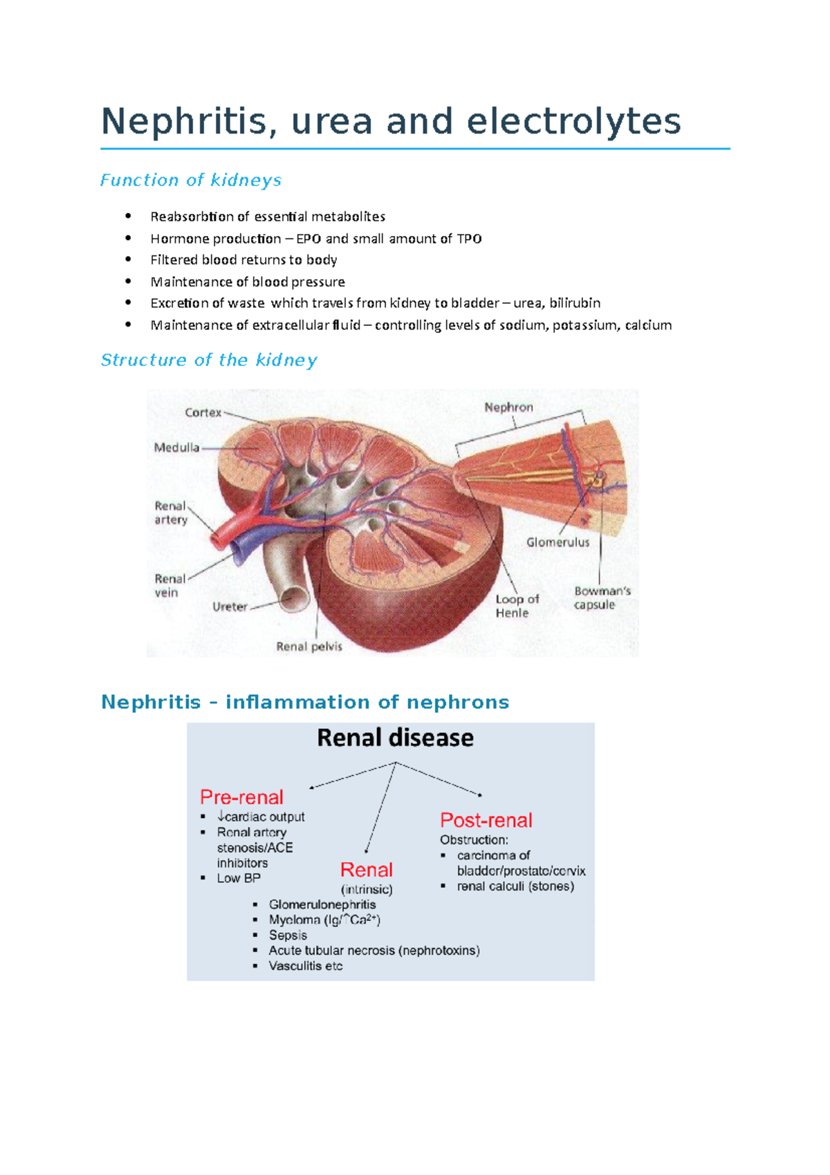 Nephritis Notes - Nephritis, urea and electrolytes Function of kidneys ...