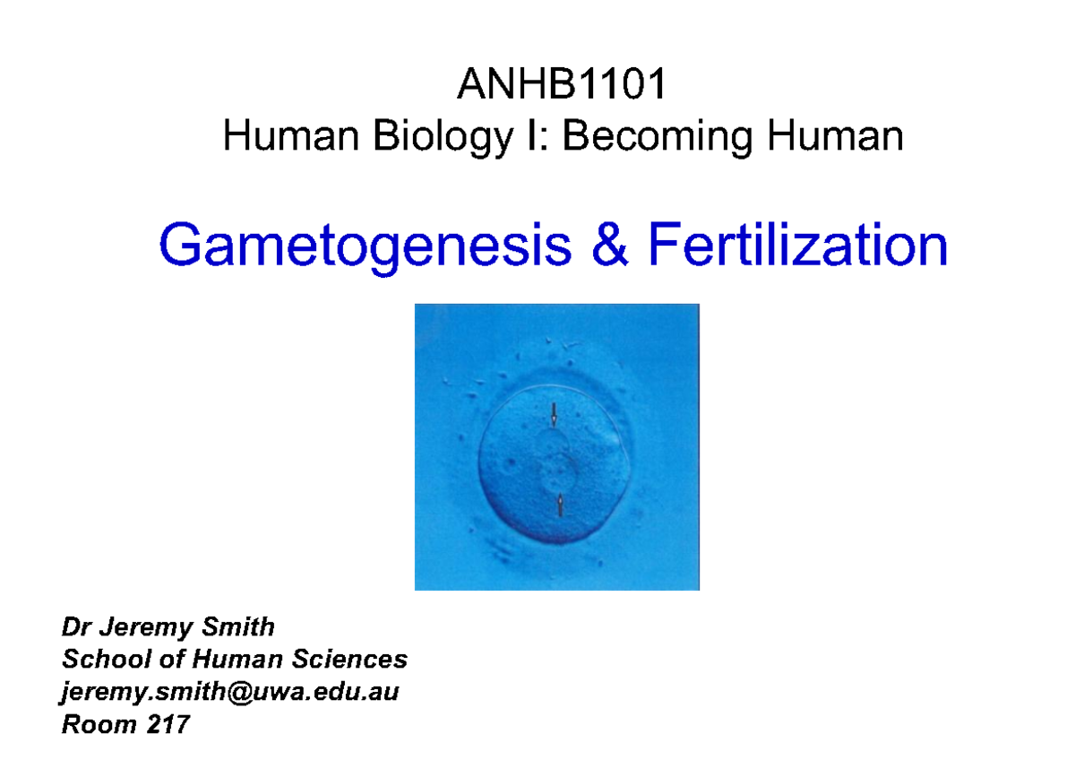 Reproduction 4 (Gametogenesis, Fertilization) - Gametogenesis ...