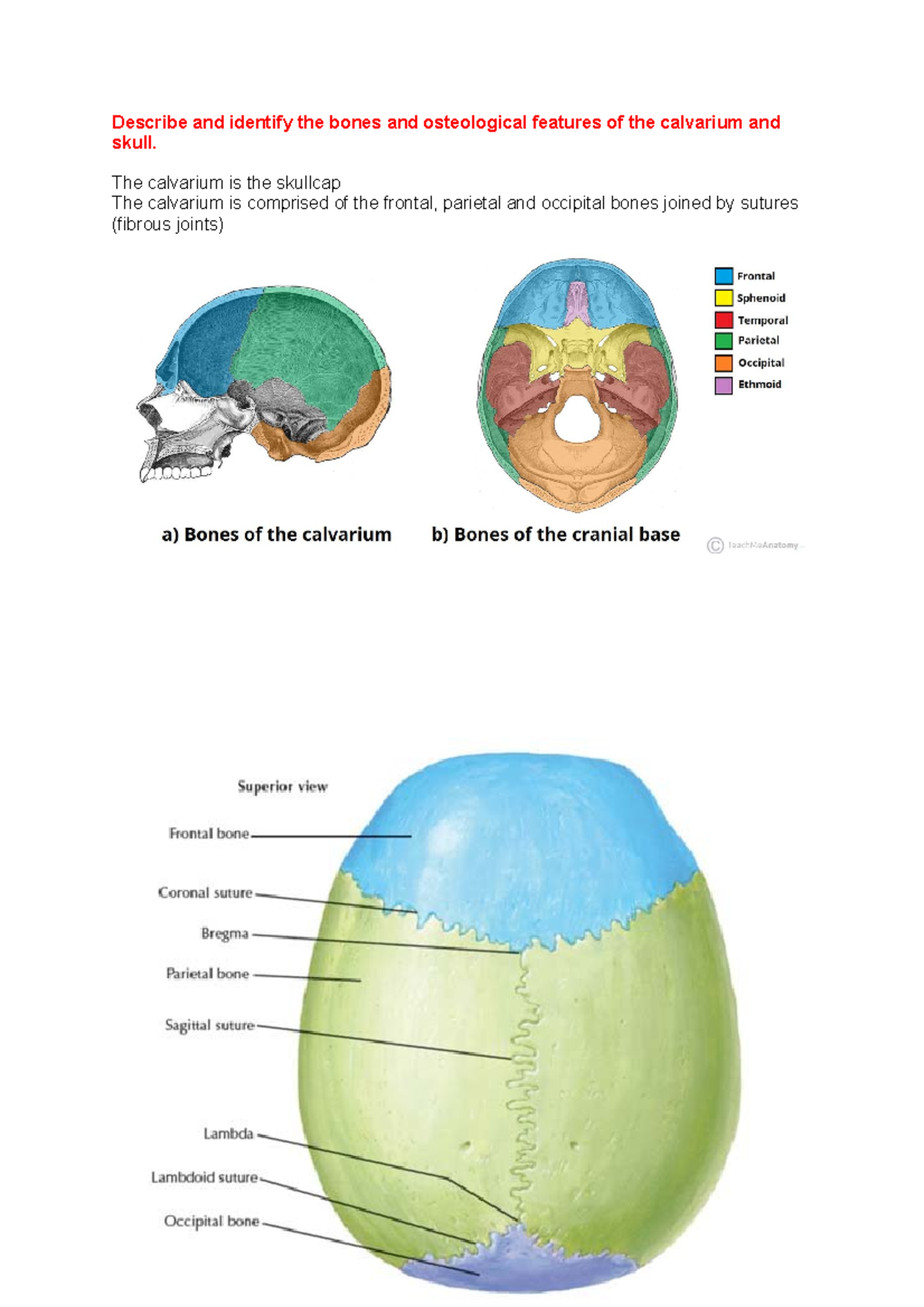 2. Bones of the face and orbit - Describe and identify the bones and ...