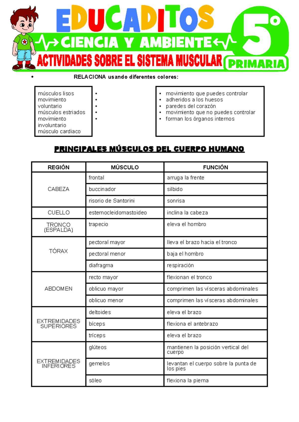 Actividades sobre el Sistema Muscular para Quinto Grado de Primaria ...