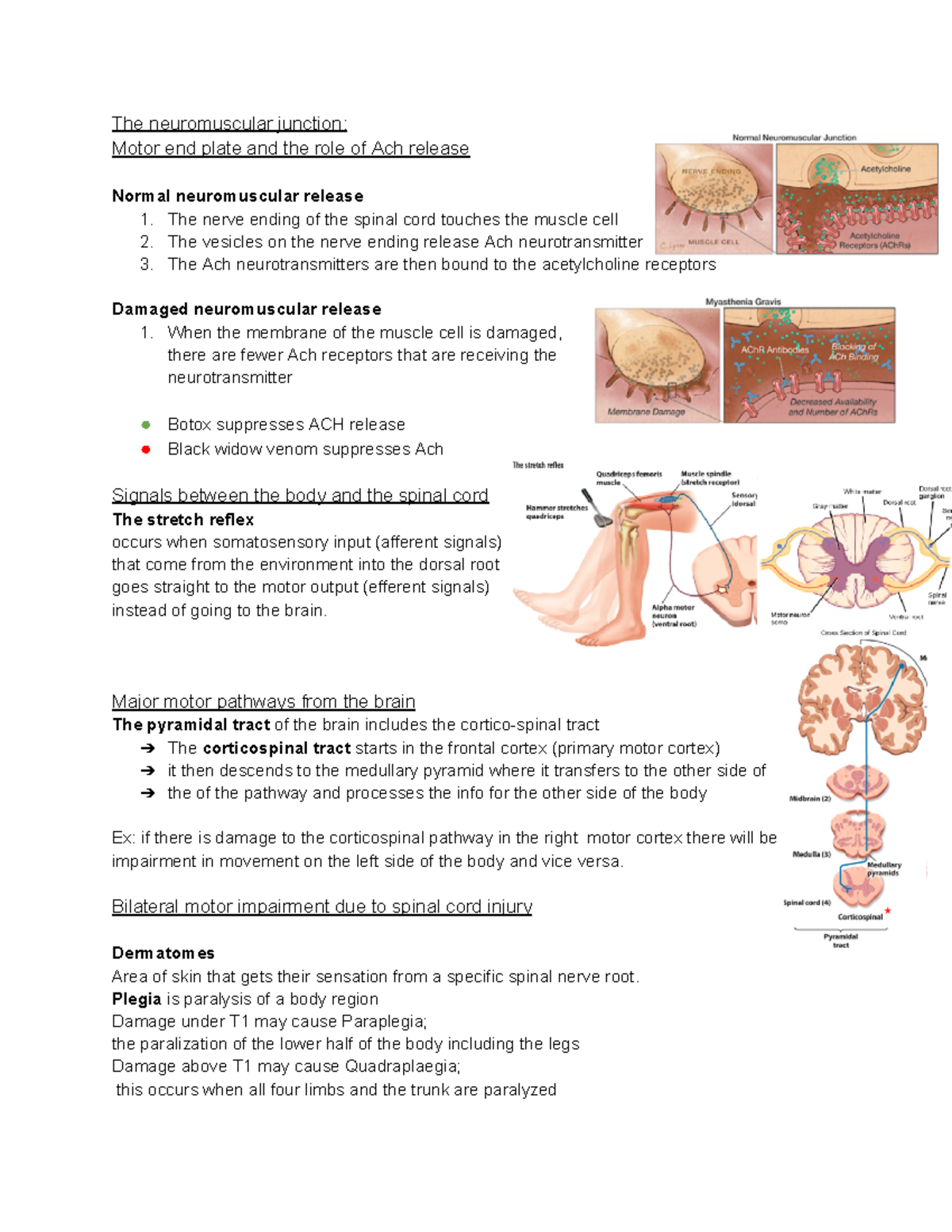 Untitled document - notes - The neuromuscular junction: Motor end plate ...