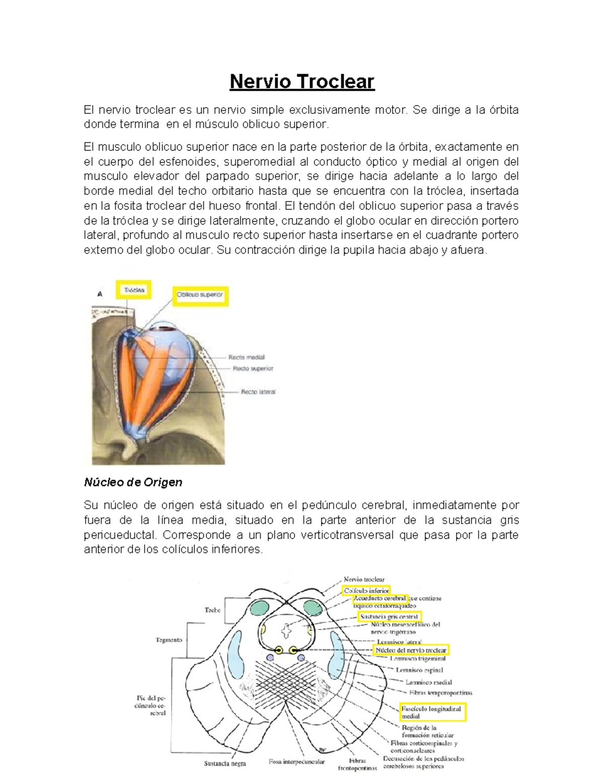 Seminario con todo troclear y abductor - Nervio Troclear El nervio ...