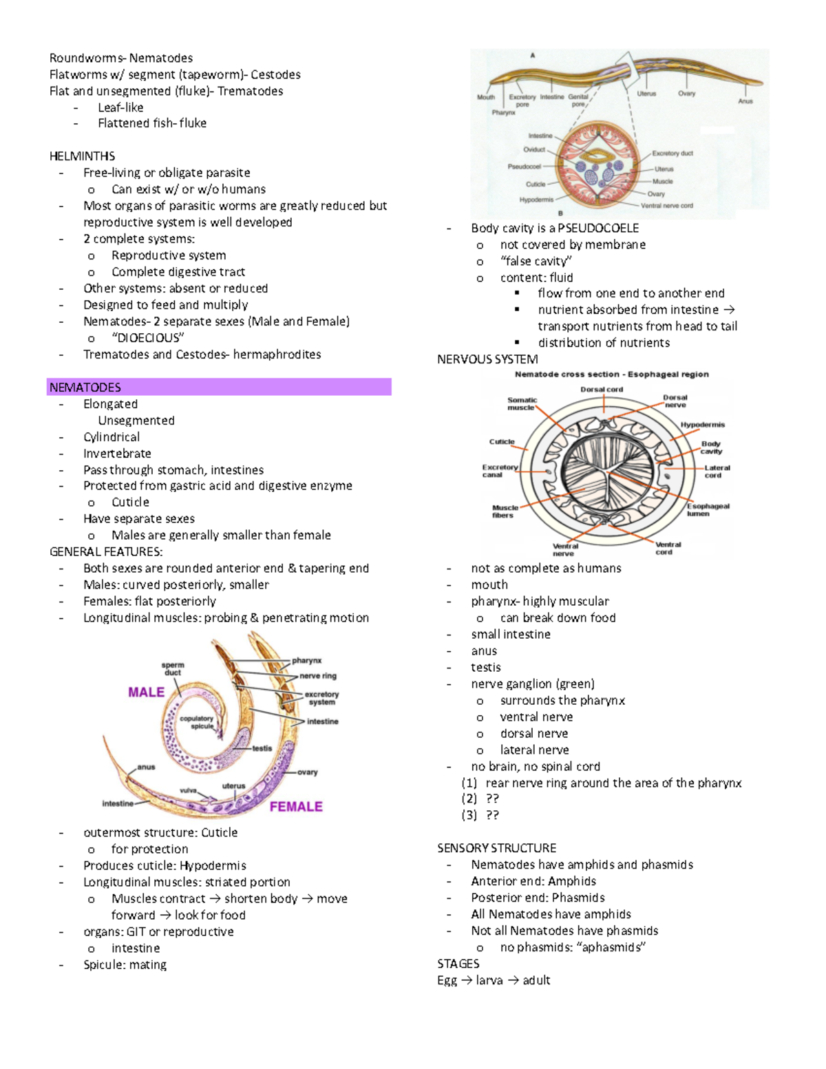 Helminths-lab - lab - Roundworms- Nematodes Flatworms w/ segment ...