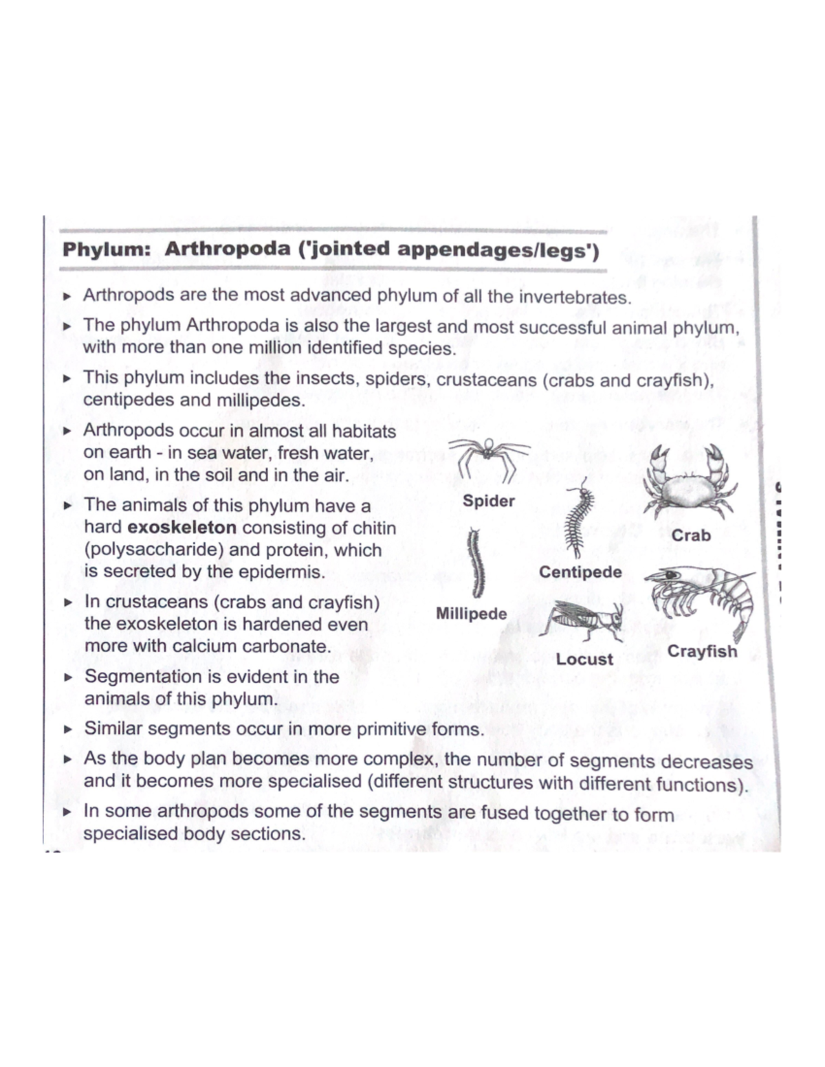 Phylum Arthropoda ('jointed appendageslegs) - Studocu