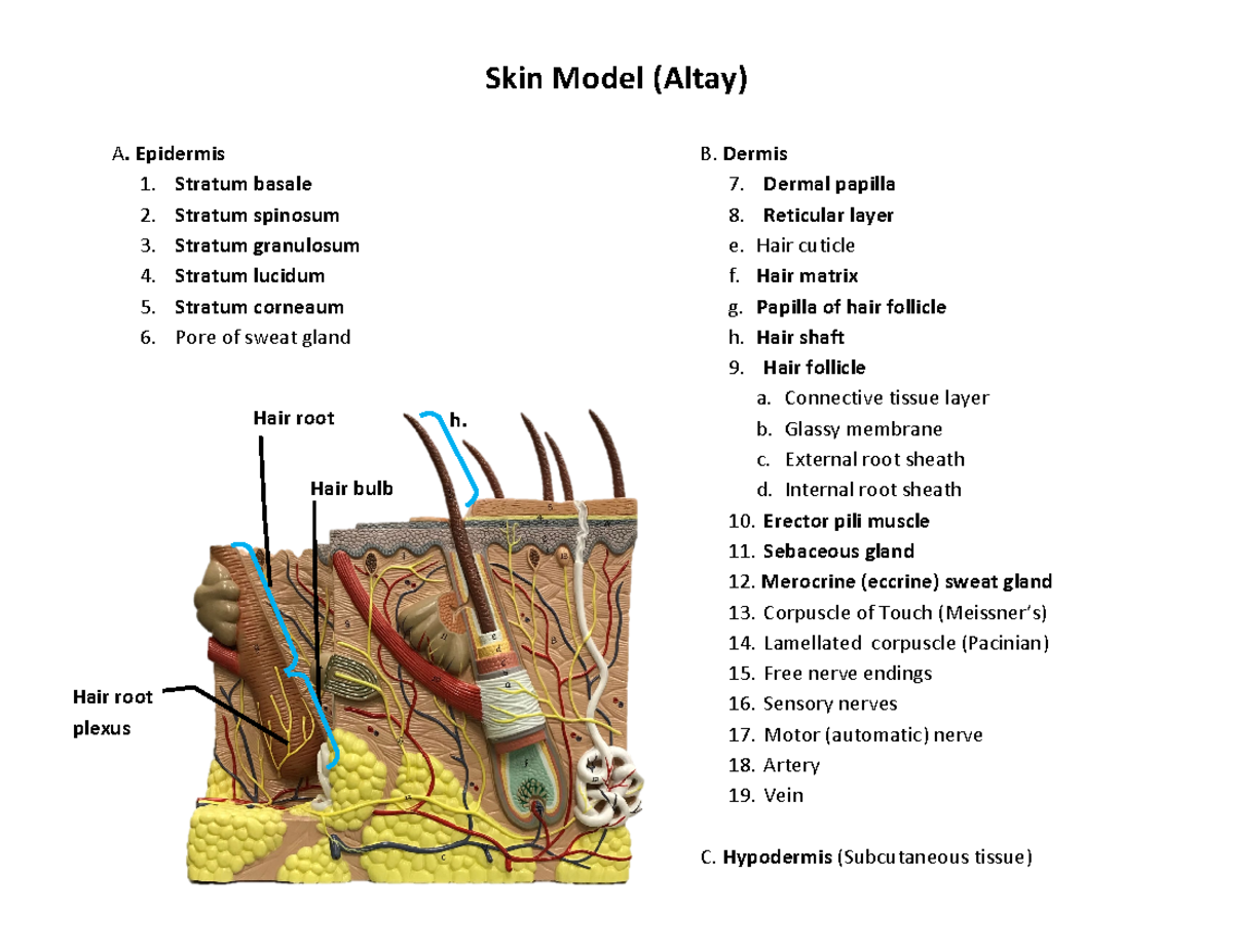 Skin Model with key - skin - Skin Model (Altay) A. Epidermis 1. Stratum ...