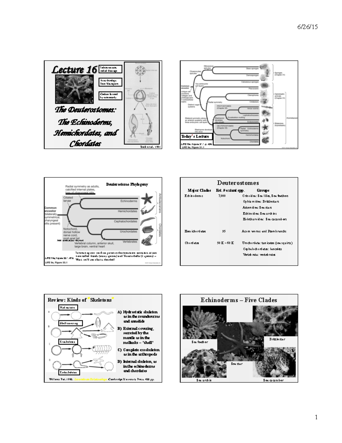 Lect 16, Deuterostomes, F 15 - Lecture 16 Indeterminate, radial cleavage Anus develops from ...