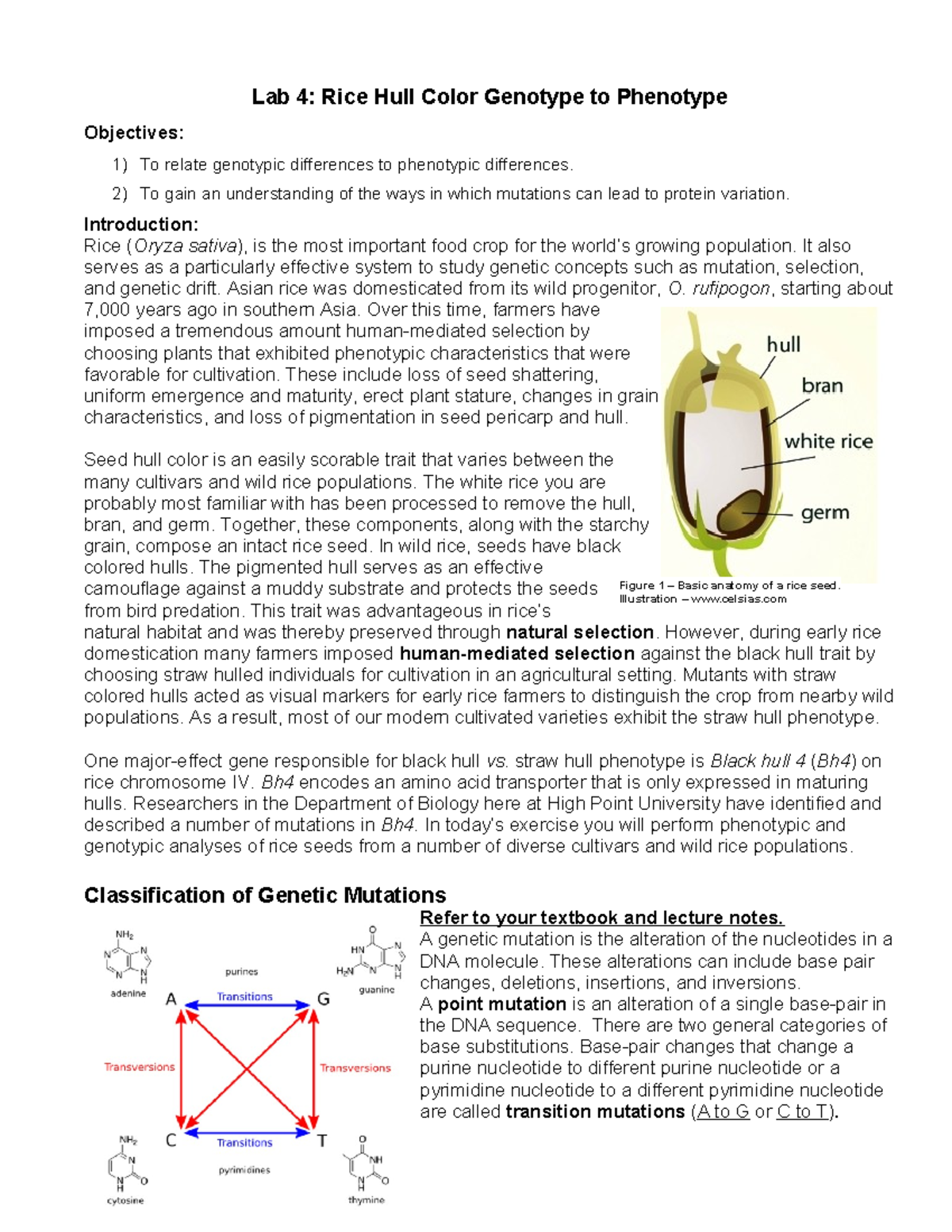 Lab 04 - Rice Hull Color G to P-updated - Lab 4: Rice Hull Color ...