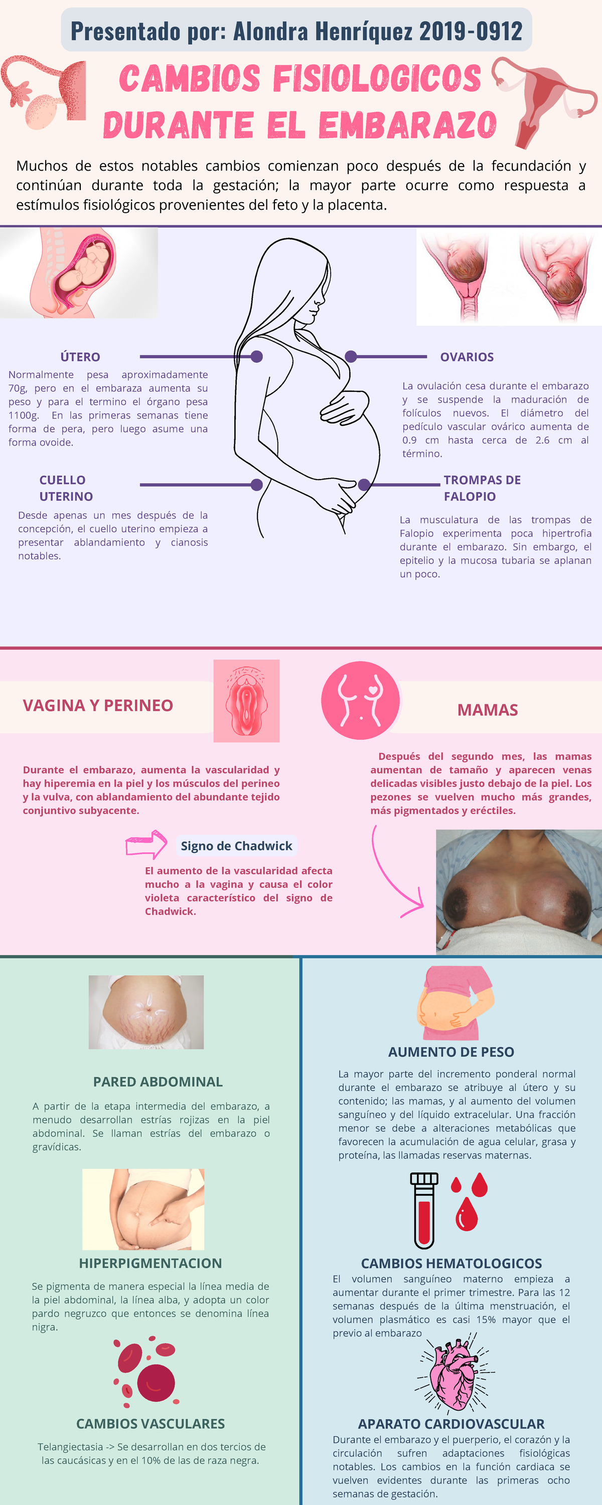 Cambios fisiológicos durante el embarazo - ÚTERO OVARIOS CUELLO UTERINO ...