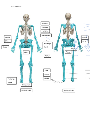 Human anatomy Unit 5 summary - Lecture Objectives Unit 5 Introduction ...