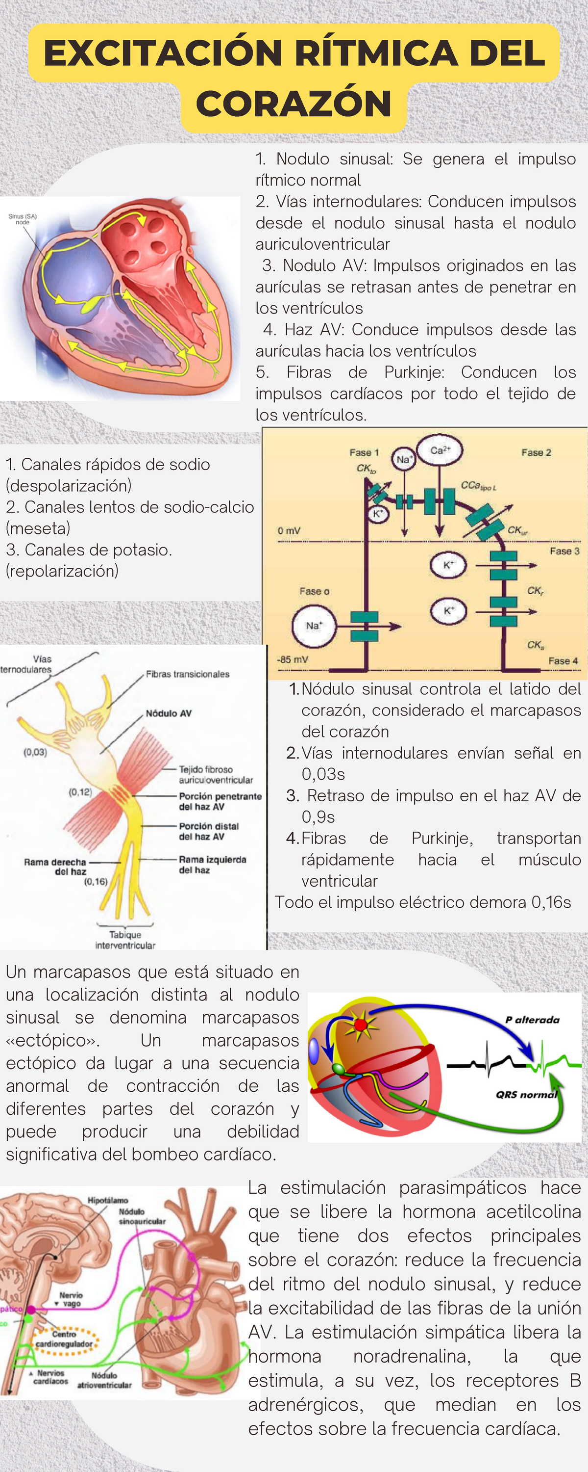Infografia 5 - EXCITACIÓN RÍTMICA DEL CORAZÓN 1. Nodulo sinusal: Se ...