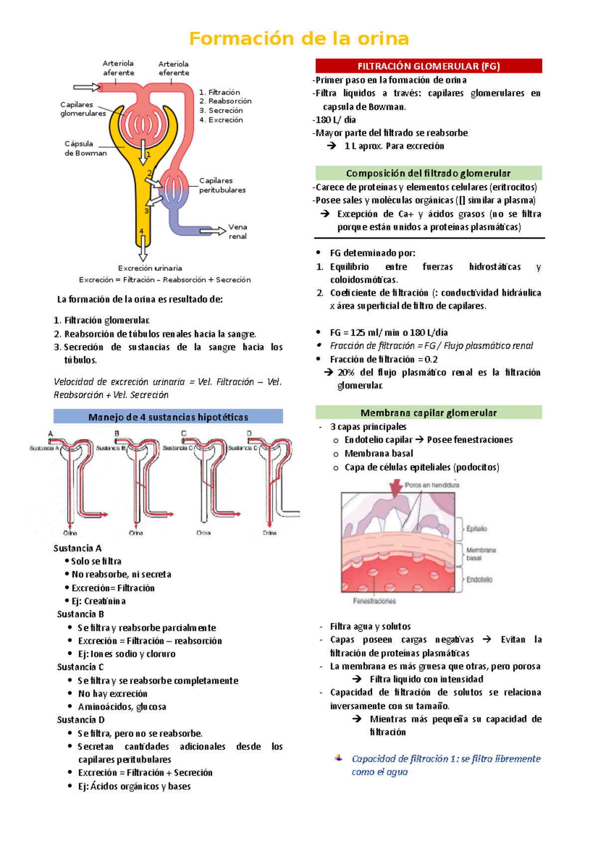 Formación de la orina - resumen - Formación de la orina La formación de ...