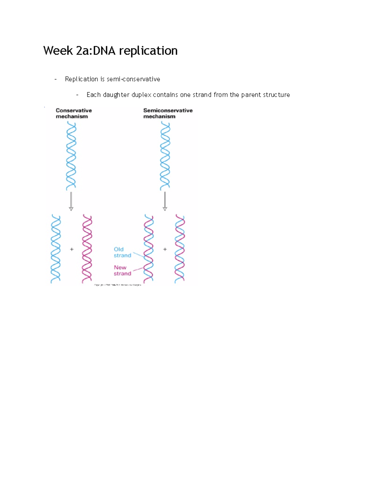 BIOC Week 2 - Lecture notes on week 2 - Week 2a:DNA replication ...