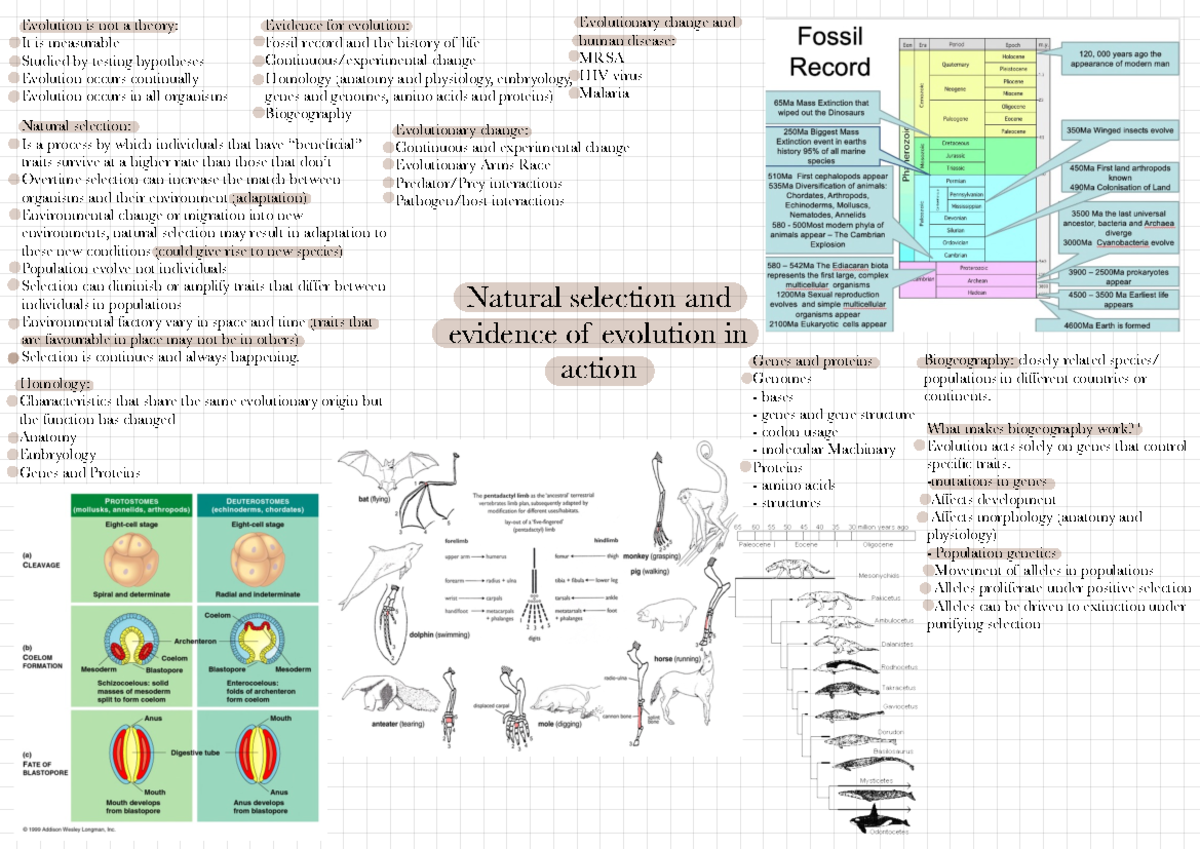 Natural Selection And Evidence Of Evolution In Action - Natural ...