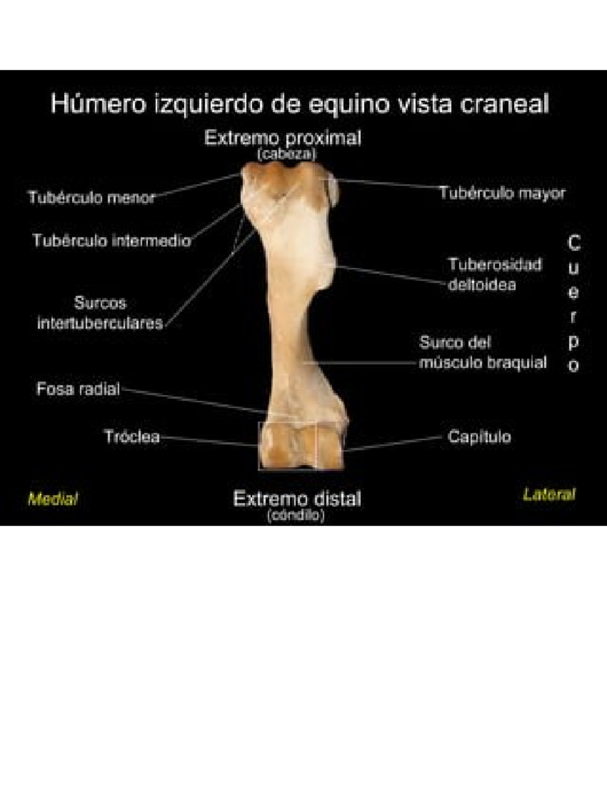 Húmero - Anatomía Veterinaria I - Studocu
