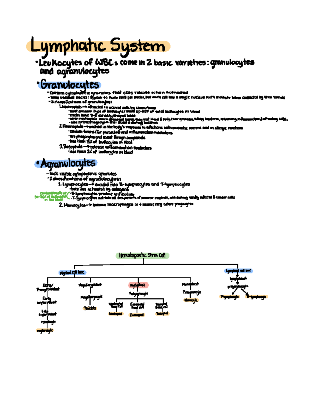Lymphatic Notes - Lymphatic System Leukocytes of WBCscomeinzbasic ...