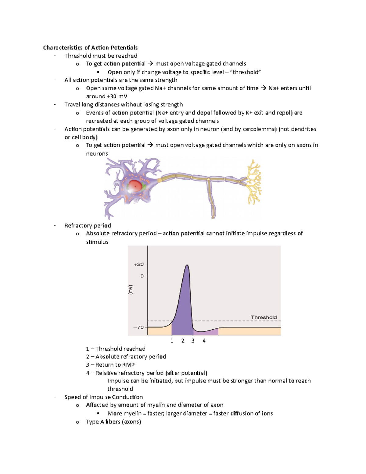 11-15 Nervous System - Characteristics of Action Potentials Threshold ...