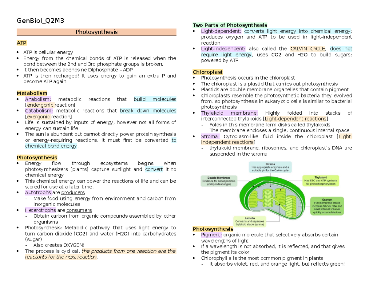 Gen Bio I Q2M3 - 4 - Gen Bio I Q2M3 - 4 Photosynthesis Light Reaction ...