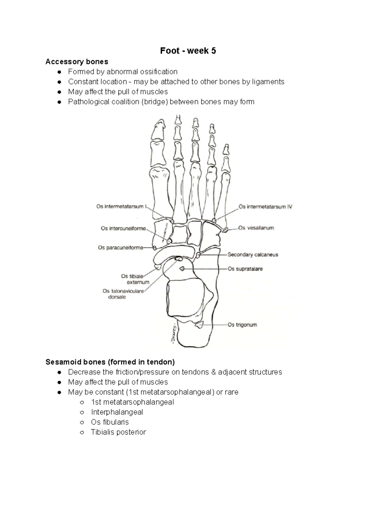 Foot - week 5 - Lecture Notes - Accessory bones Formed by abnormal ...