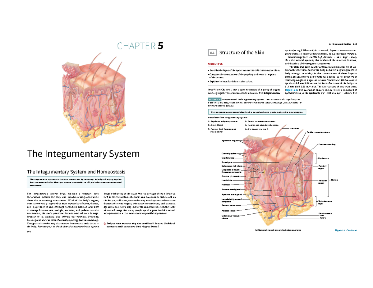 Tortora Chapter 5 Integ System - 144 The integumentary system helps ...